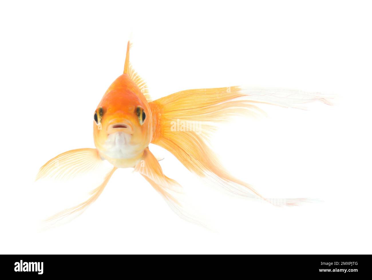 Beautiful bright small goldfish isolated on white Stock Photo - Alamy