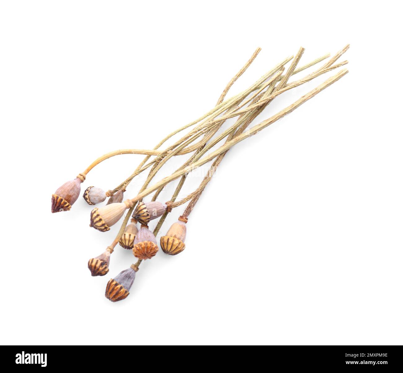 Dry poppyheads with seeds on white background, top view Stock Photo - Alamy