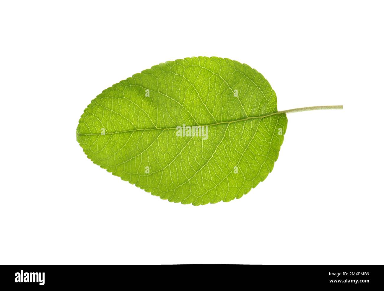 Green leaf of apple tree isolated on white Stock Photo - Alamy