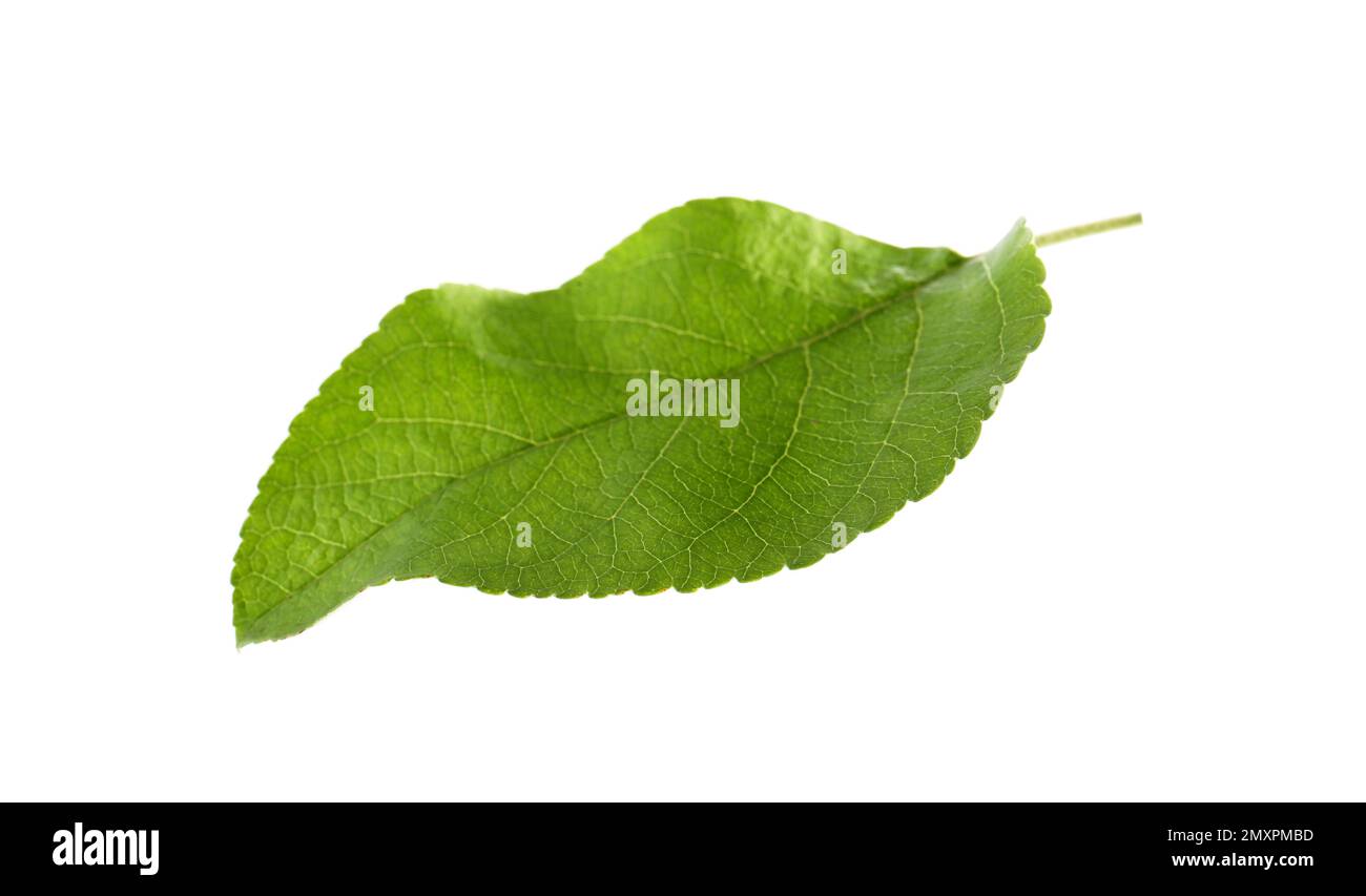 Green leaf of apple tree isolated on white Stock Photo - Alamy