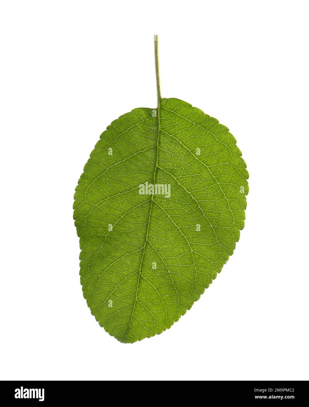 Green leaf of apple tree isolated on white Stock Photo - Alamy