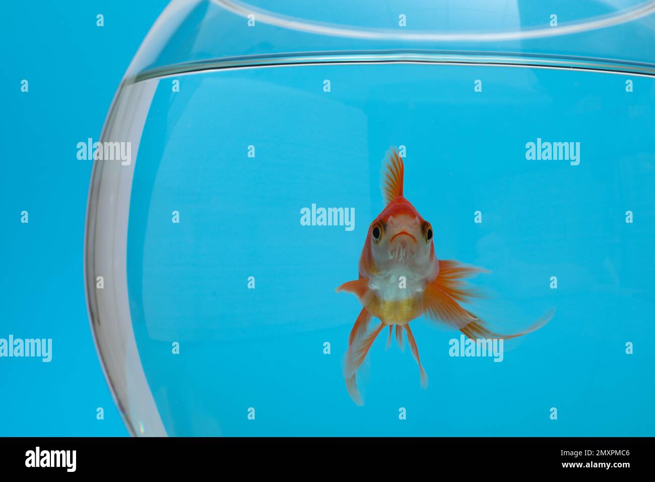Beautiful goldfish in aquarium hi-res stock photography and images - Alamy