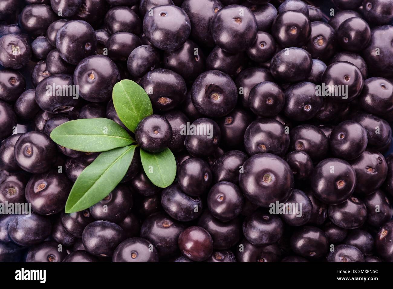 Acai berries hi-res stock photography and images - Alamy