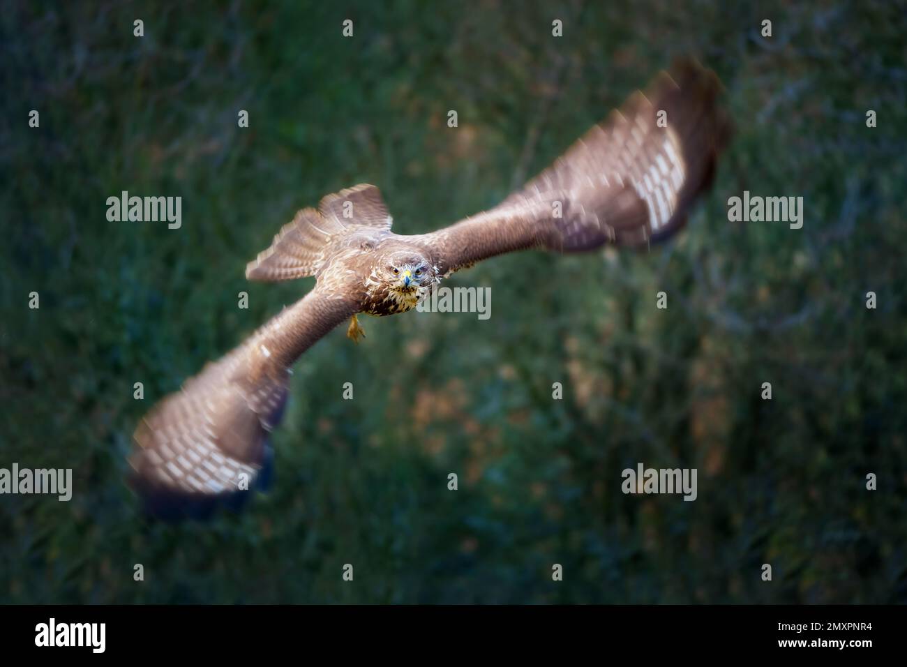 The common buzzard - Buteo buteo is a medium-to-large bird of prey ...