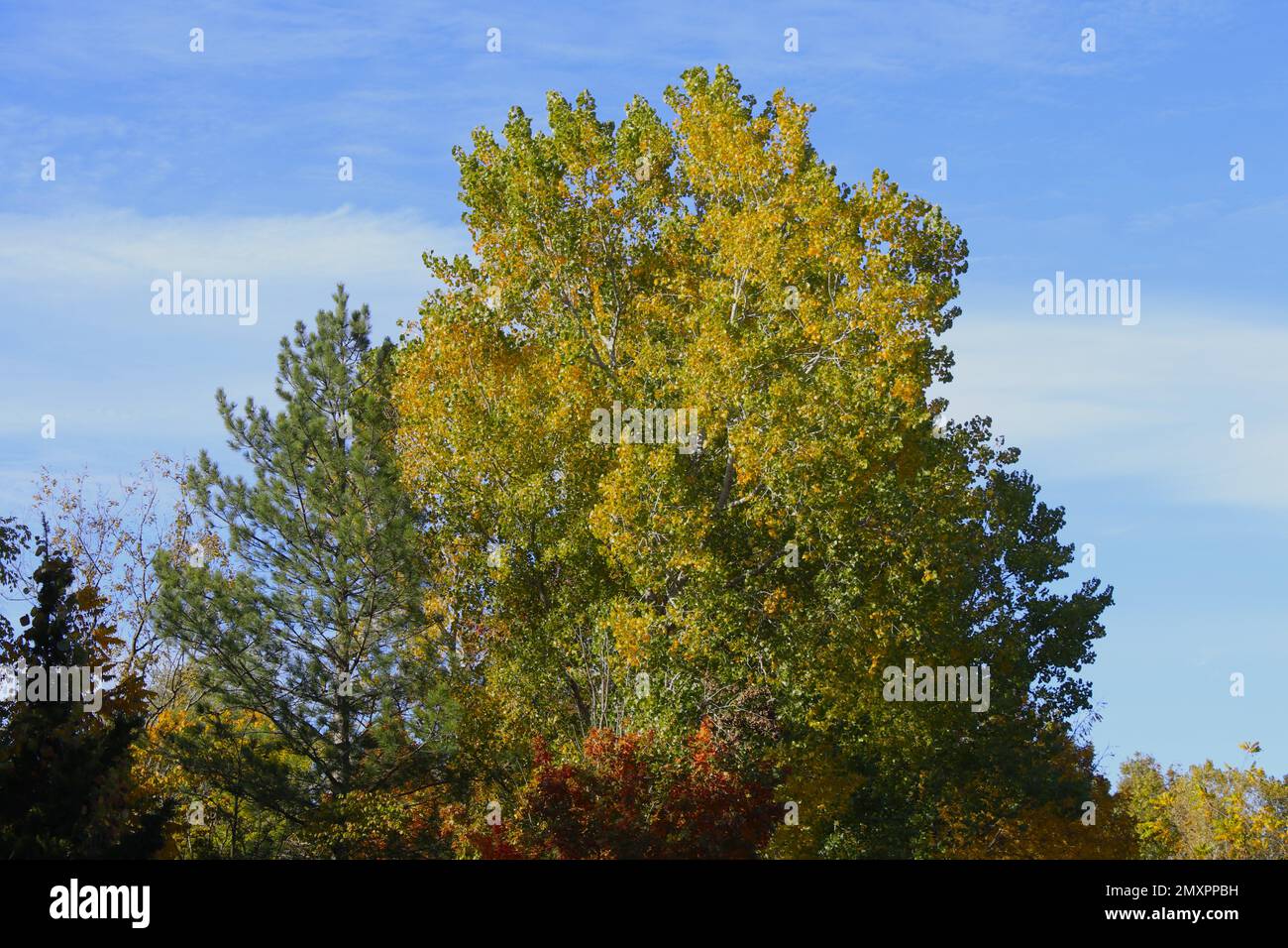 `Early fall with trees turning colors with a blue sky outdoors Stock ...