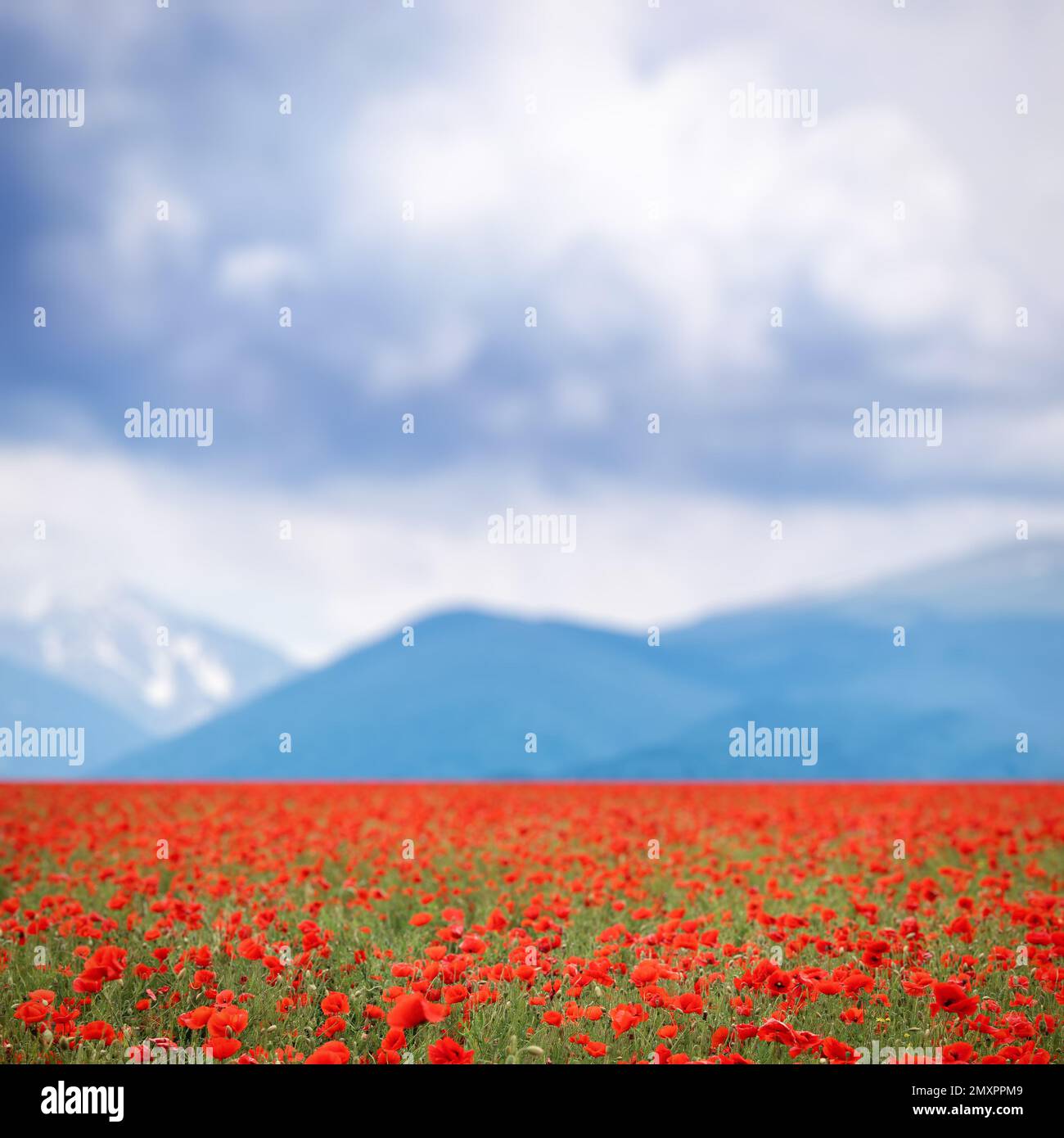 Many blooming poppy flowers on mountain meadow Stock Photo - Alamy
