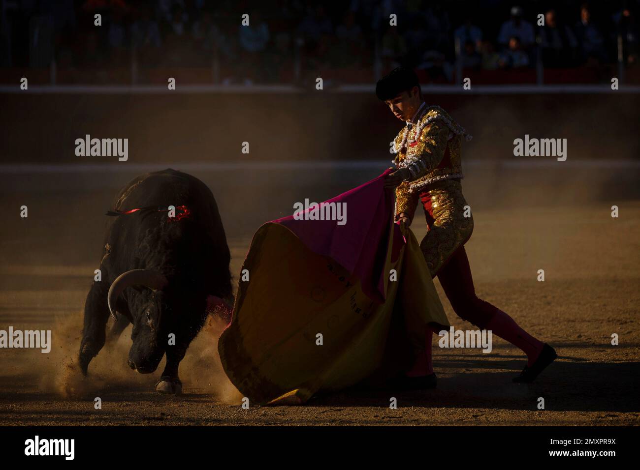 French bullfighter Andy Younes performs with a Montealto ranch fighting ...