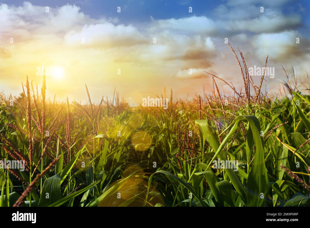 Corn field under beautiful sky with sun and clouds Stock Photo - Alamy