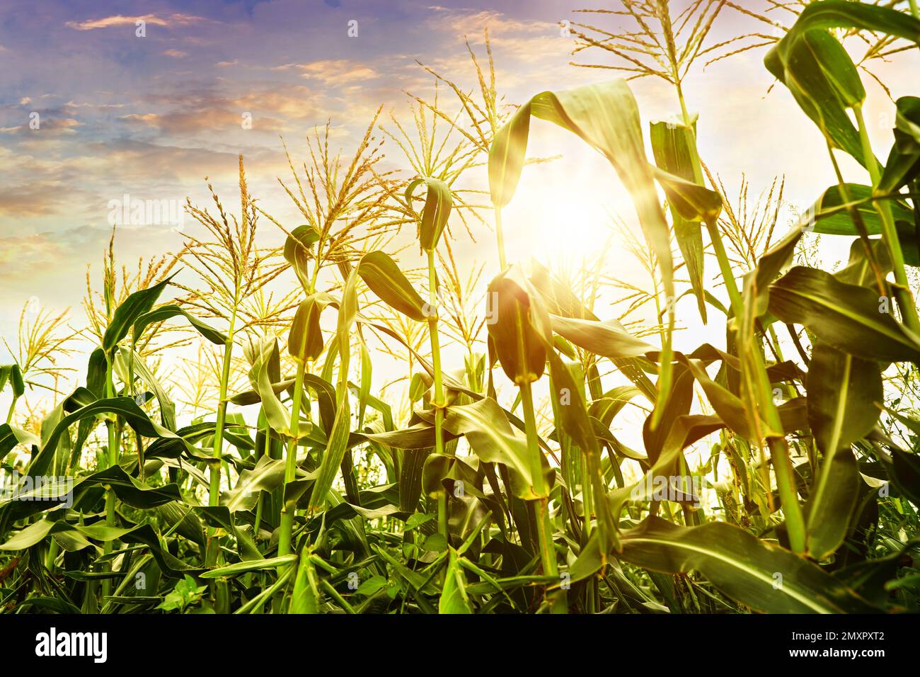 Corn field under beautiful sky with sun Stock Photo - Alamy