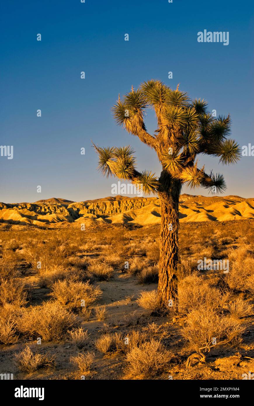 Joshua Trees at sunset at Rainbow Basin National Natural Landmark near ...