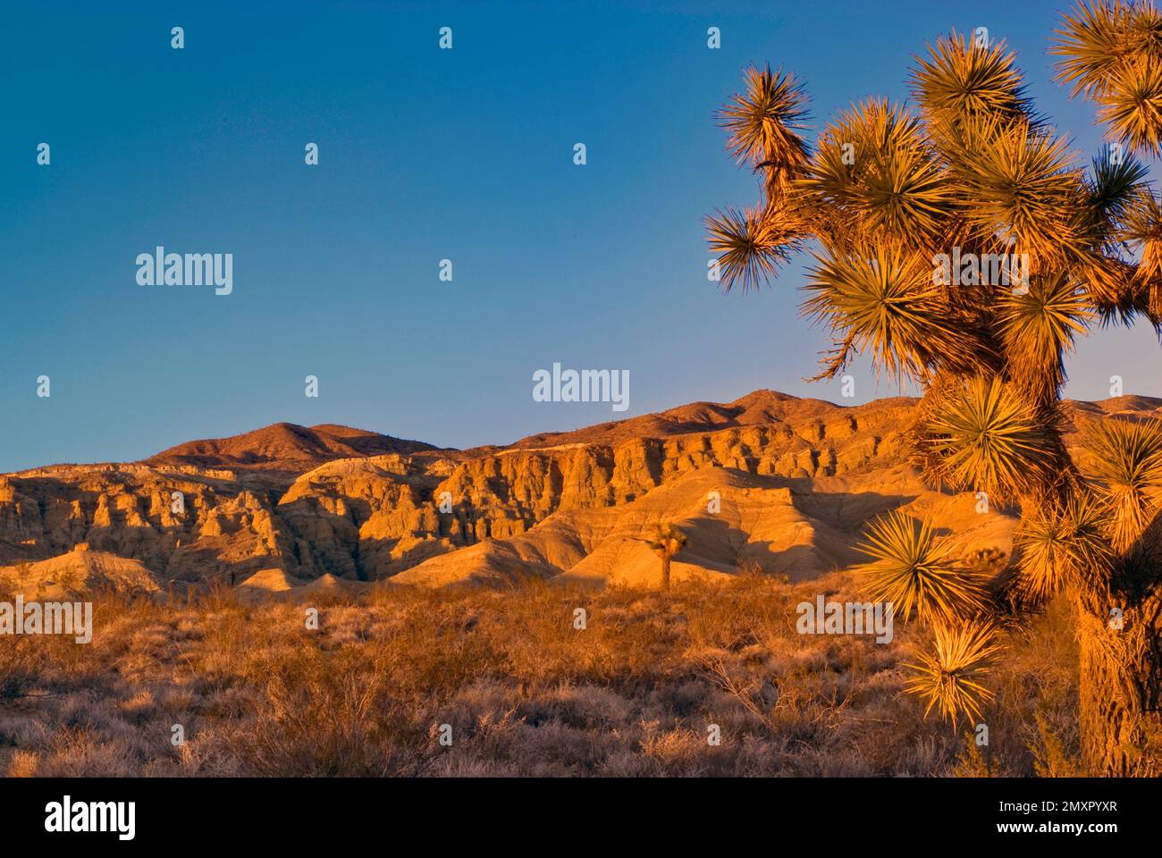 Joshua Trees at sunset at Rainbow Basin National Natural Landmark near ...