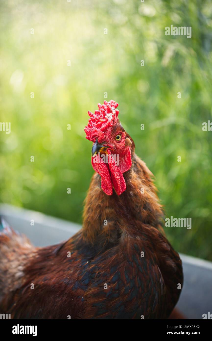 A vertical shot of a chicken with a red mohawk on it's head Stock Photo ...