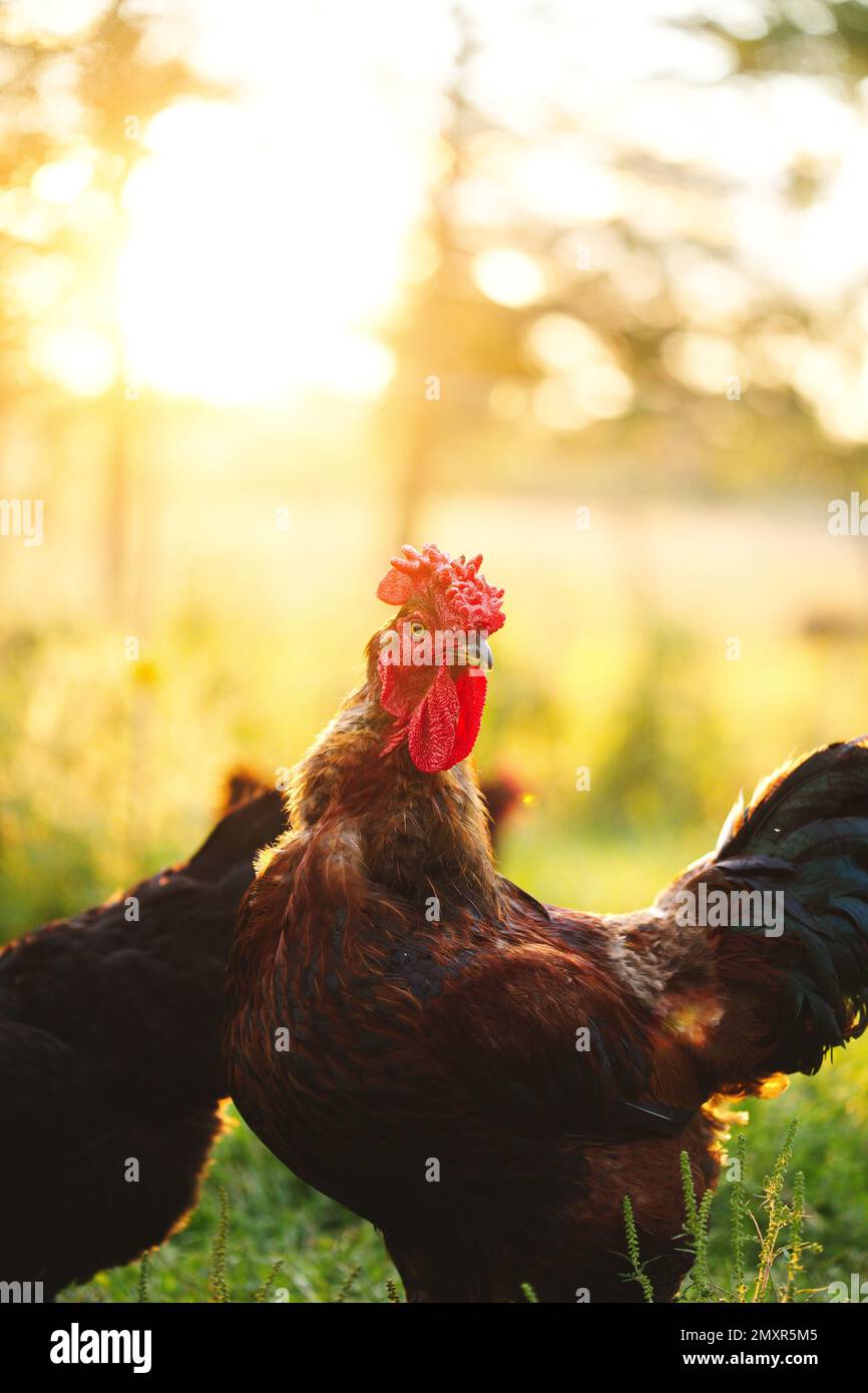 Two roosters birds hi-res stock photography and images - Alamy
