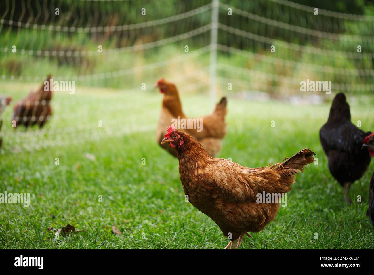 A bunch of chickens running in the grass together to get some food ...