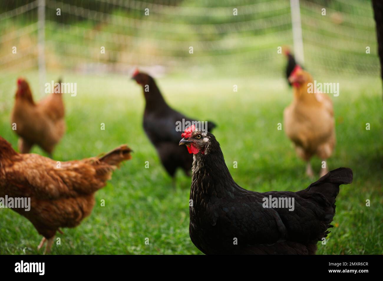 A closeup shot of chickens shown in a fenced-off area of a farm Stock ...