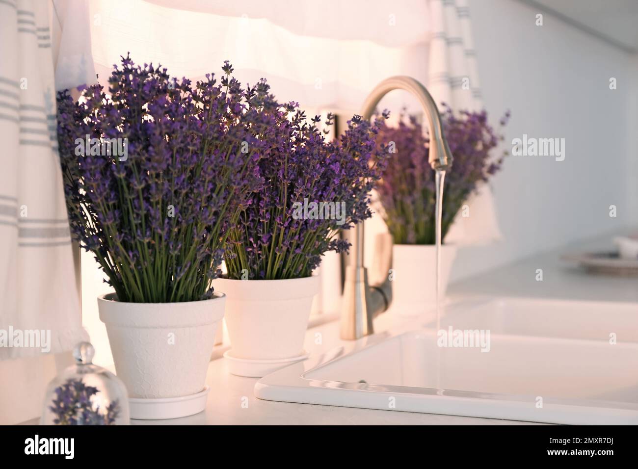 Beautiful lavender flowers on countertop near sink in kitchen Stock ...