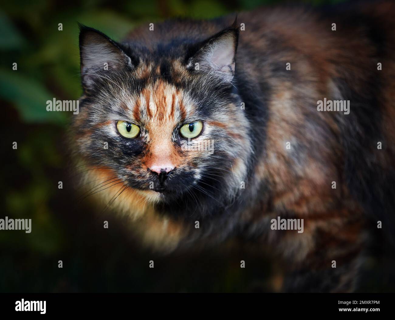 Portrait of Tortoiseshell Cat on nature background Stock Photo - Alamy