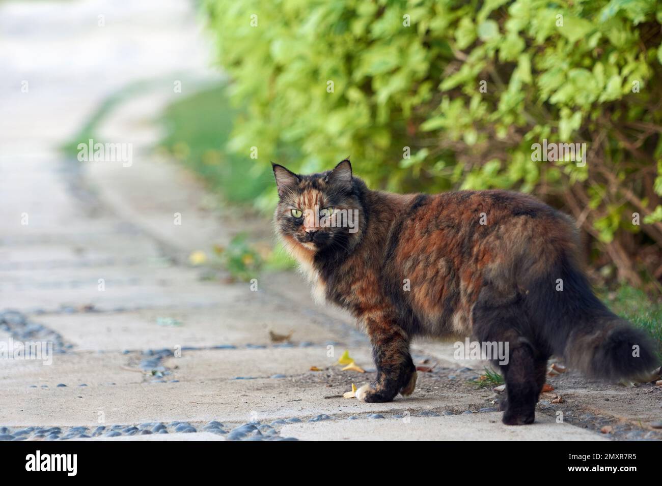 Tortoiseshell Cat on the walk on nature background Stock Photo - Alamy