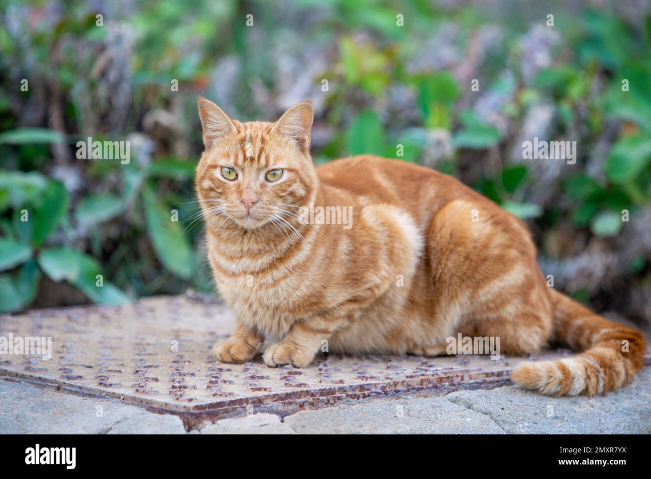 Cat on nature hi-res stock photography and images - Alamy