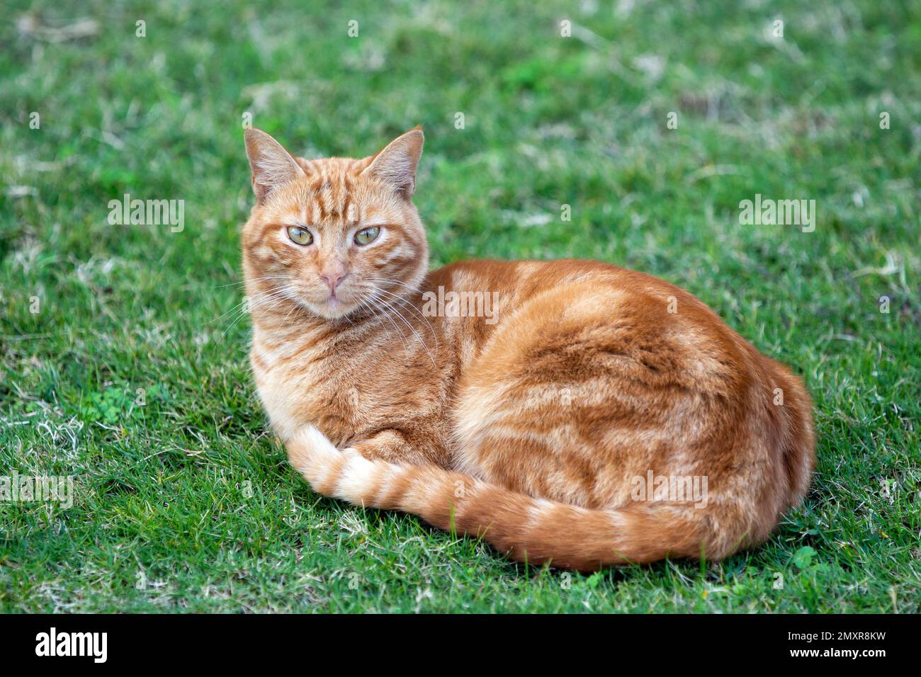 Red striped cat on nature background Stock Photo - Alamy