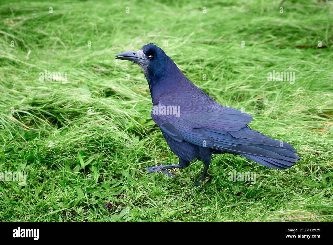 A black crow standing on a green field of grass in daylight Stock Photo ...