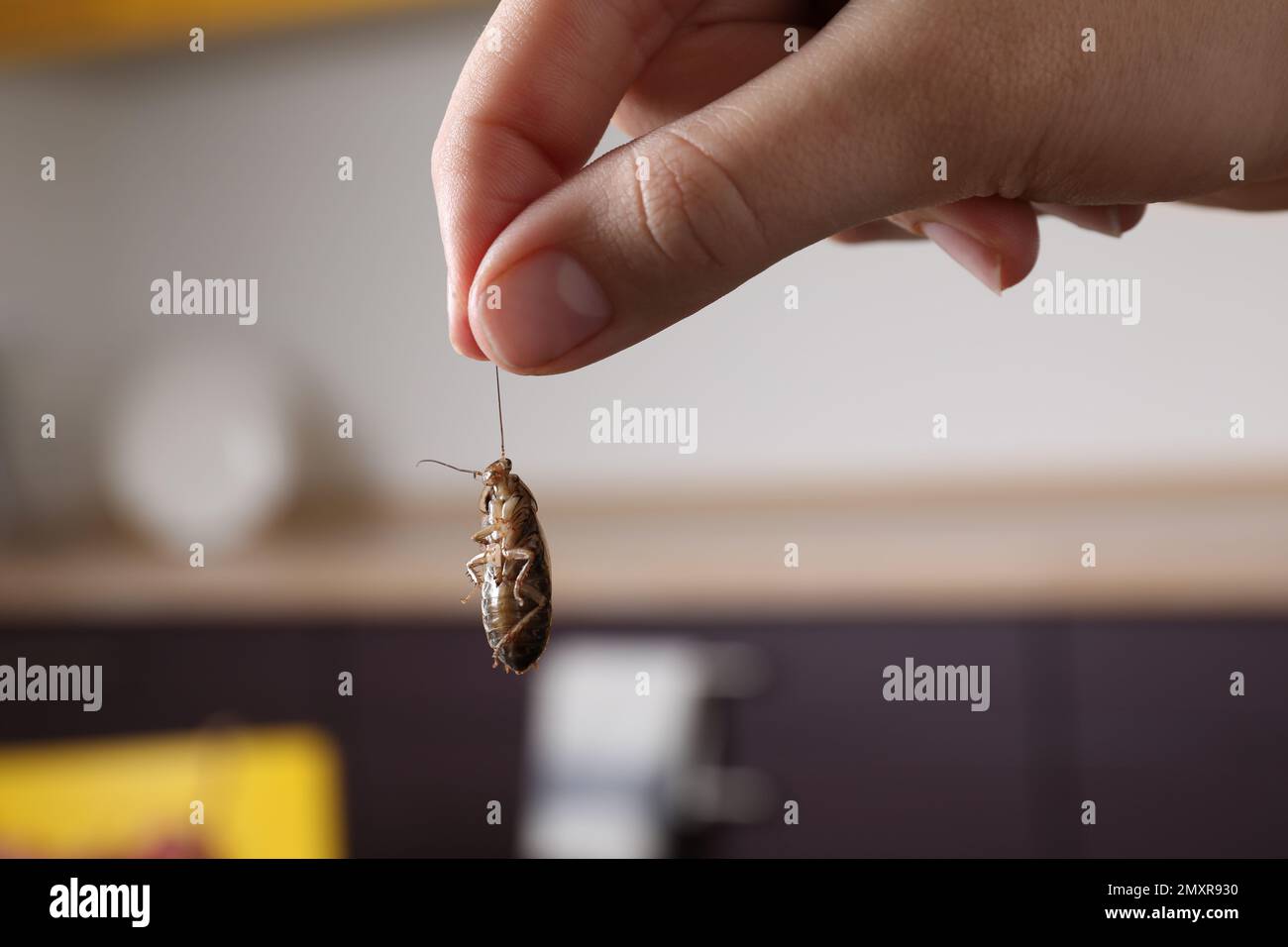 Cockroach in kitchen home hi-res stock photography and images - Alamy