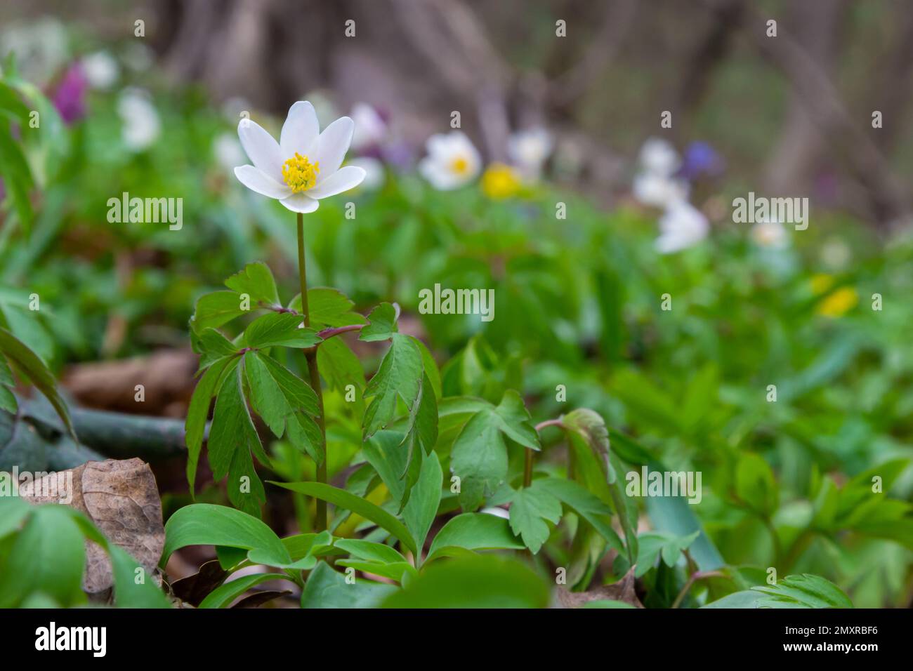 Anemone nemorosa is an early-spring flowering plant in the genus ...