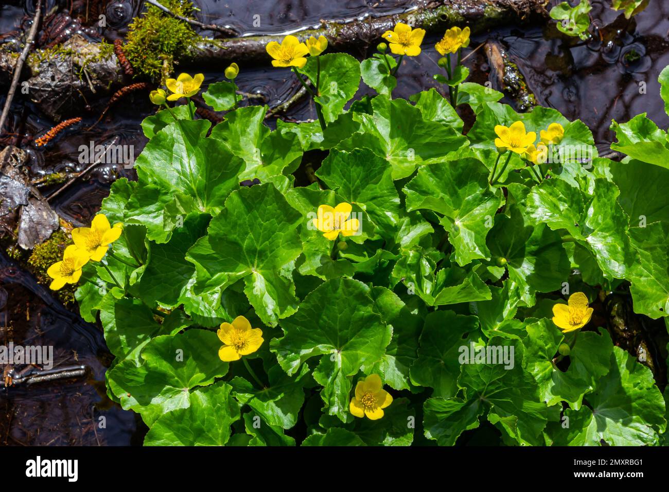 Marsh Marigold Caltha palustris yellow flowers against the backdrop of ...