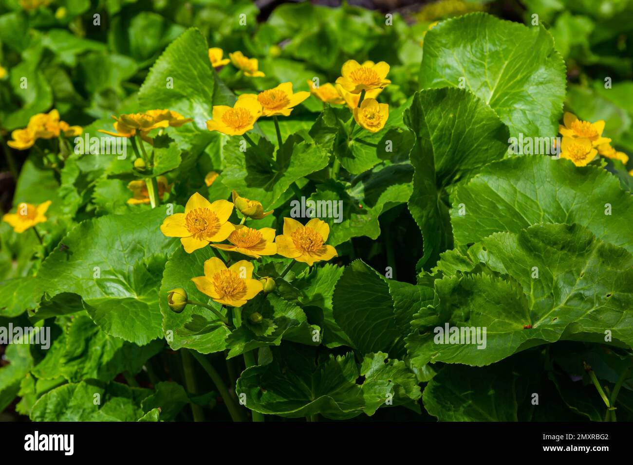 Marsh marigold or cowslip hi-res stock photography and images - Alamy