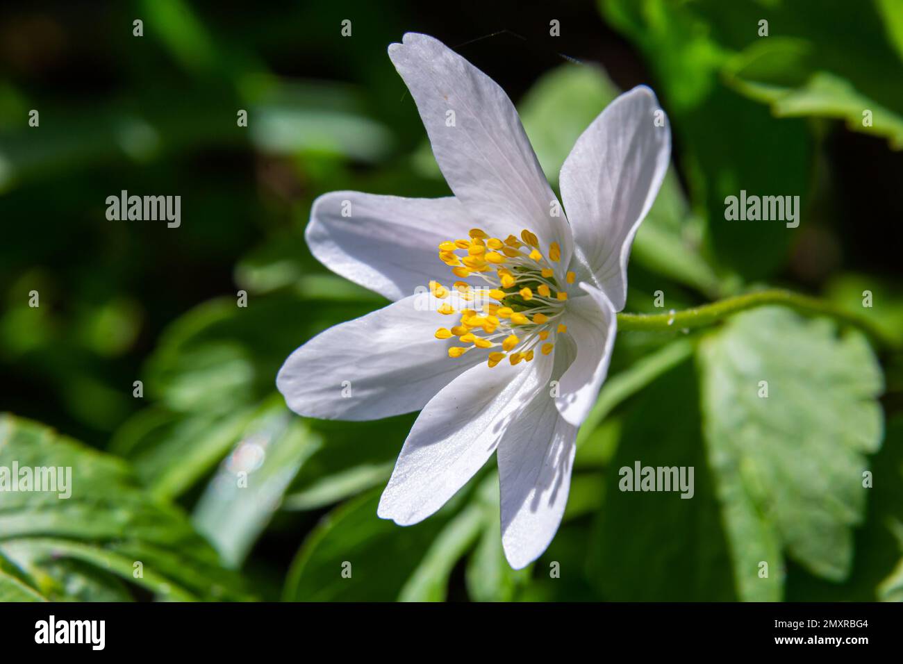 White springflowers of Anemone Nemorosa during a sunny day at forest floor during springtime ...