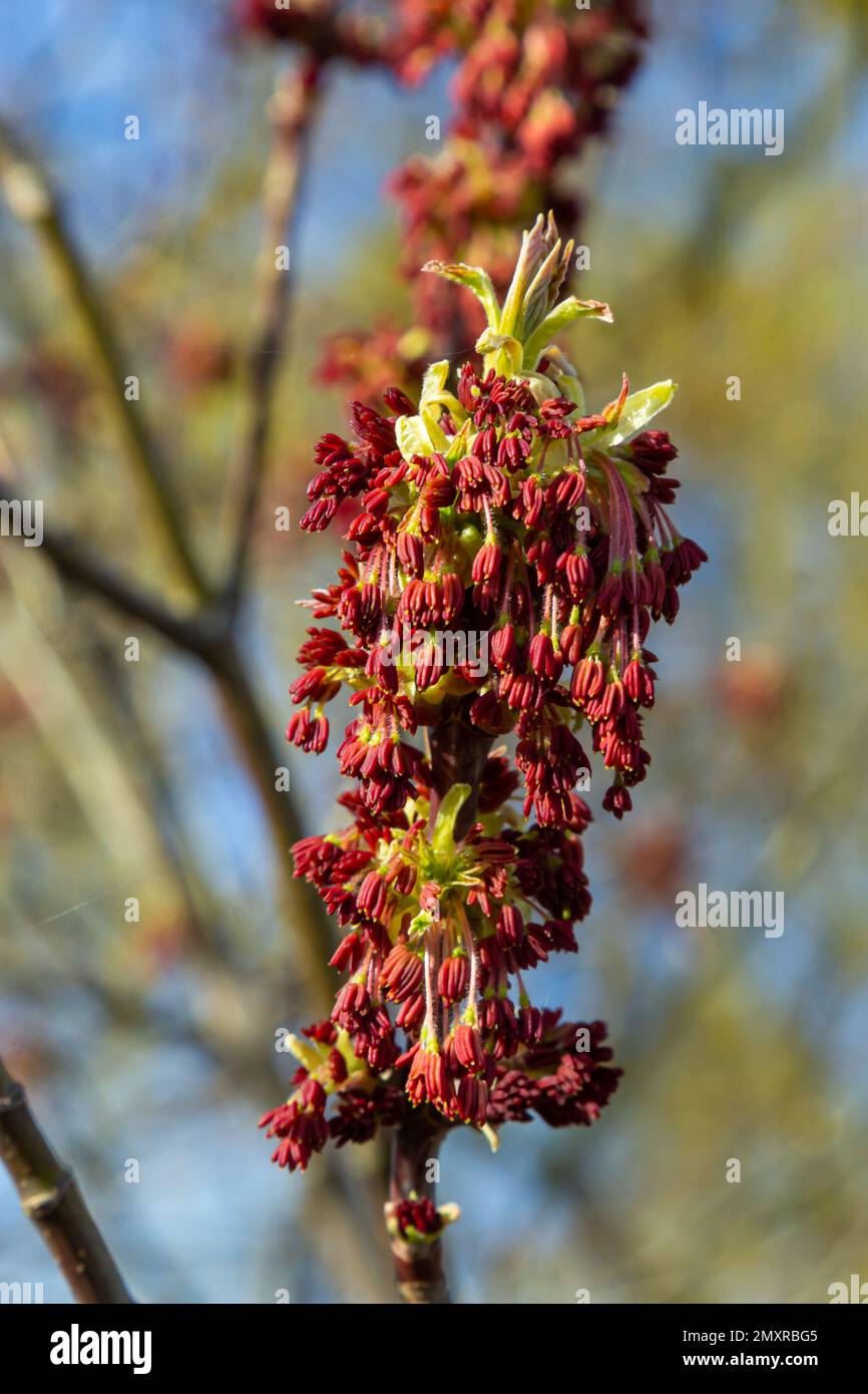 Acer negundo, Box elder, boxelder, ash-leaved and maple ash, Manitoba ...