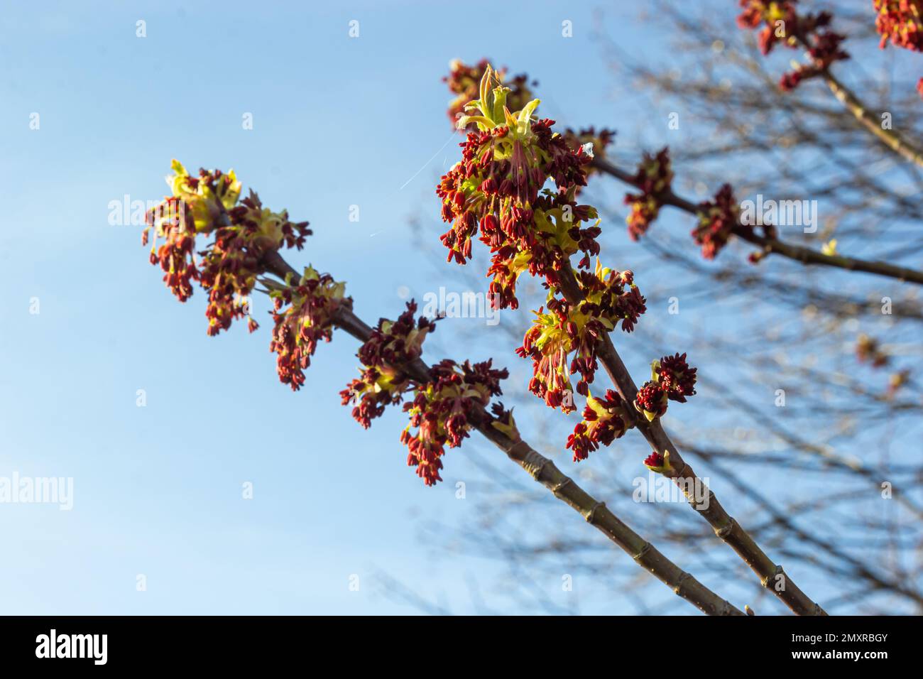 Ash-leaved maple, Acer negundo, Manitoba maple, maple ash. Flowering ...