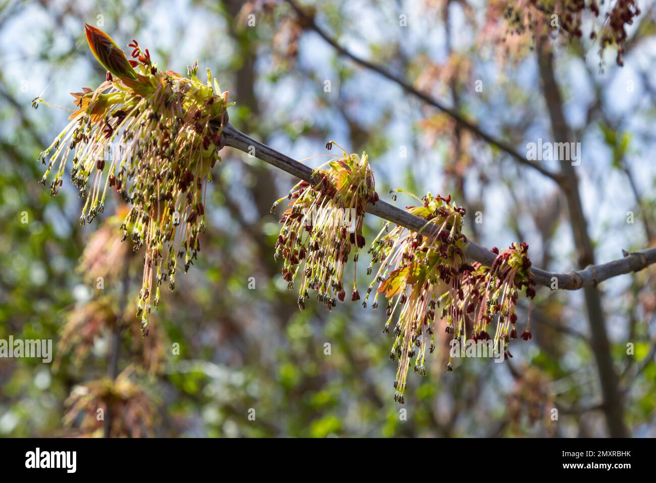 Young Maple leaves in spring,common name as Acer is a genus of trees ...