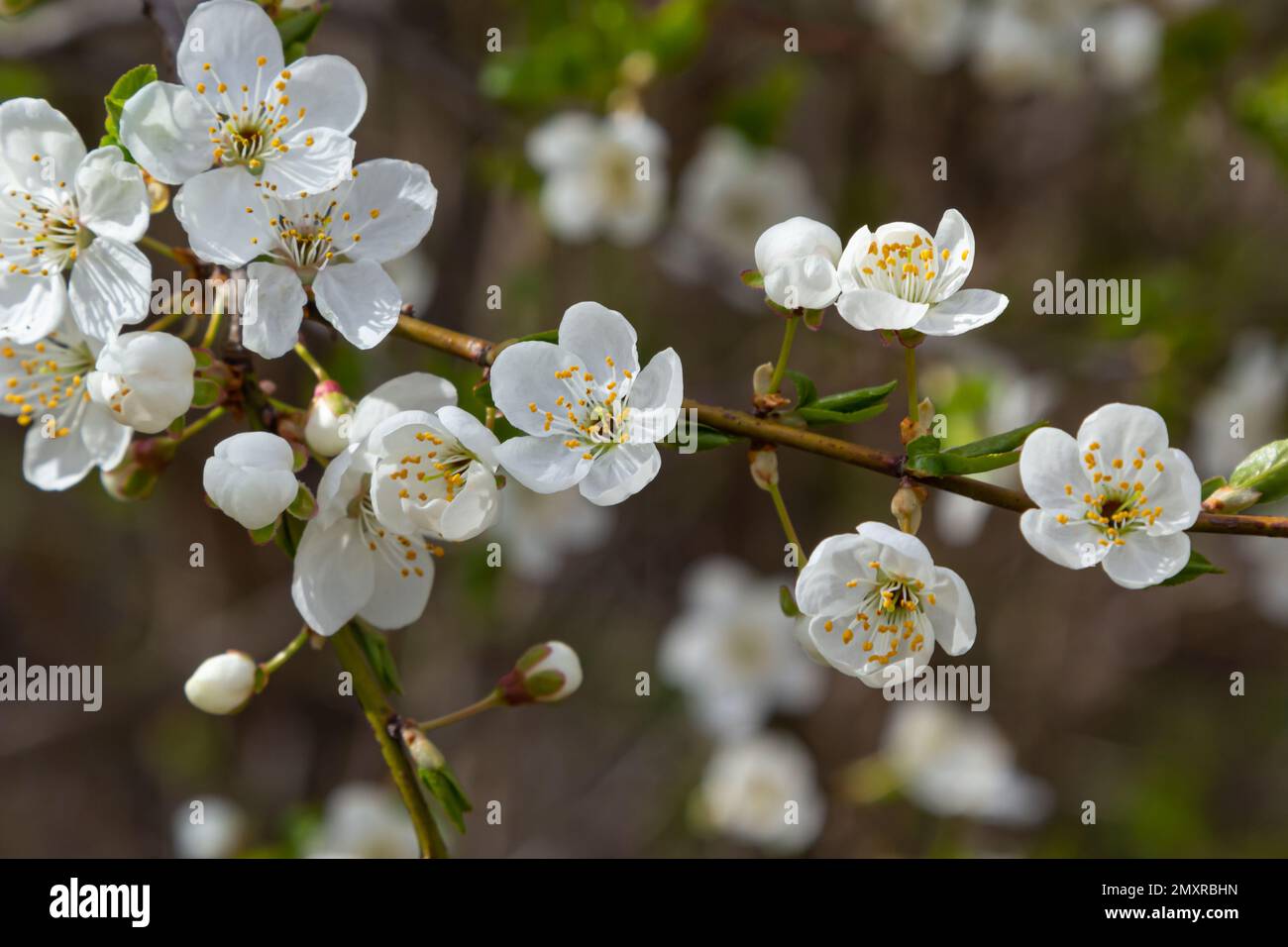 Prunus Cerasifera Blooming white plum tree. White flowers of Prunus ...