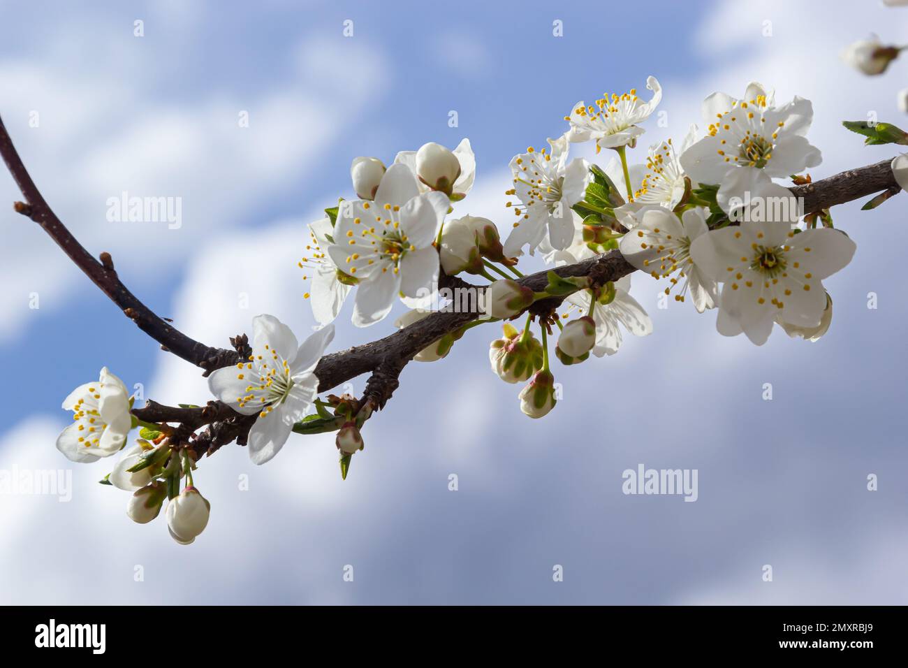 Prunus Cerasifera Blooming white plum tree. White flowers of Prunus ...
