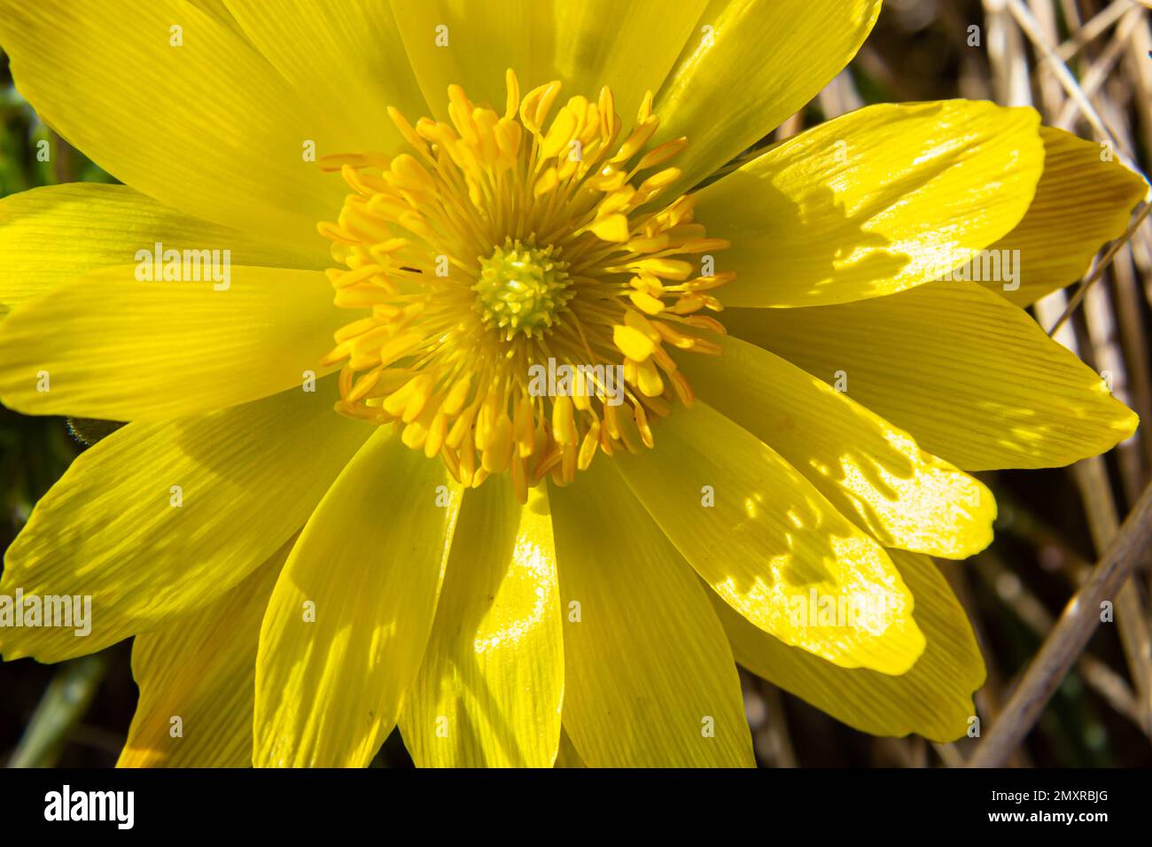 Adonis flowers hi-res stock photography and images - Alamy