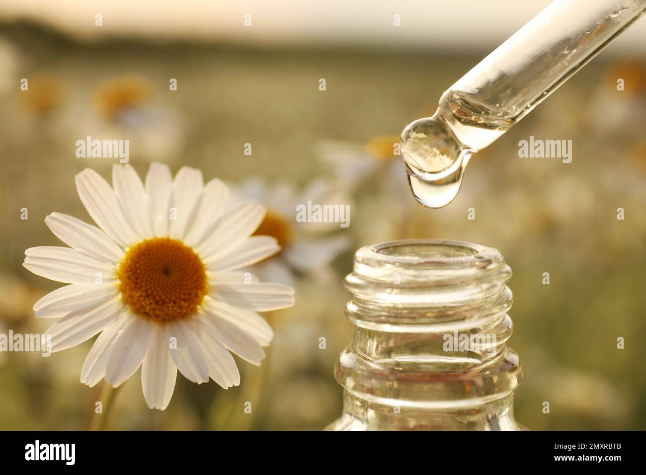 Dripping essential oil from pipette into bottle in chamomile field ...
