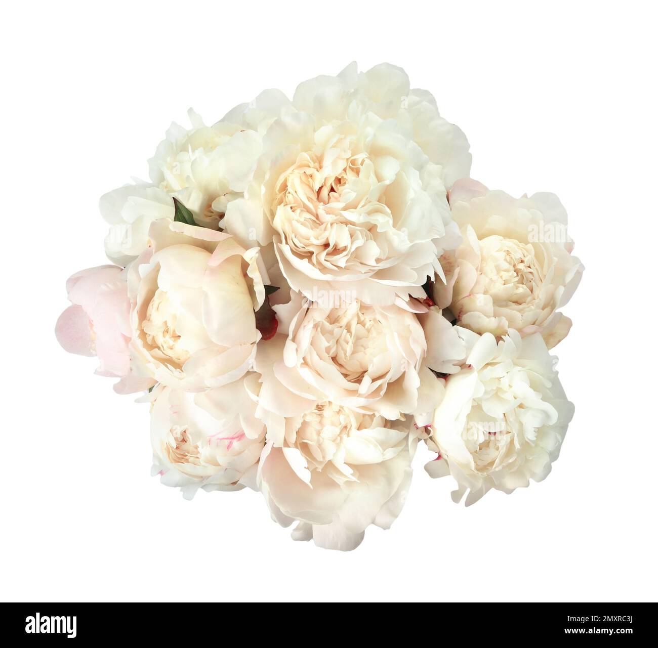 Bouquet of beautiful peonies on white background Stock Photo - Alamy