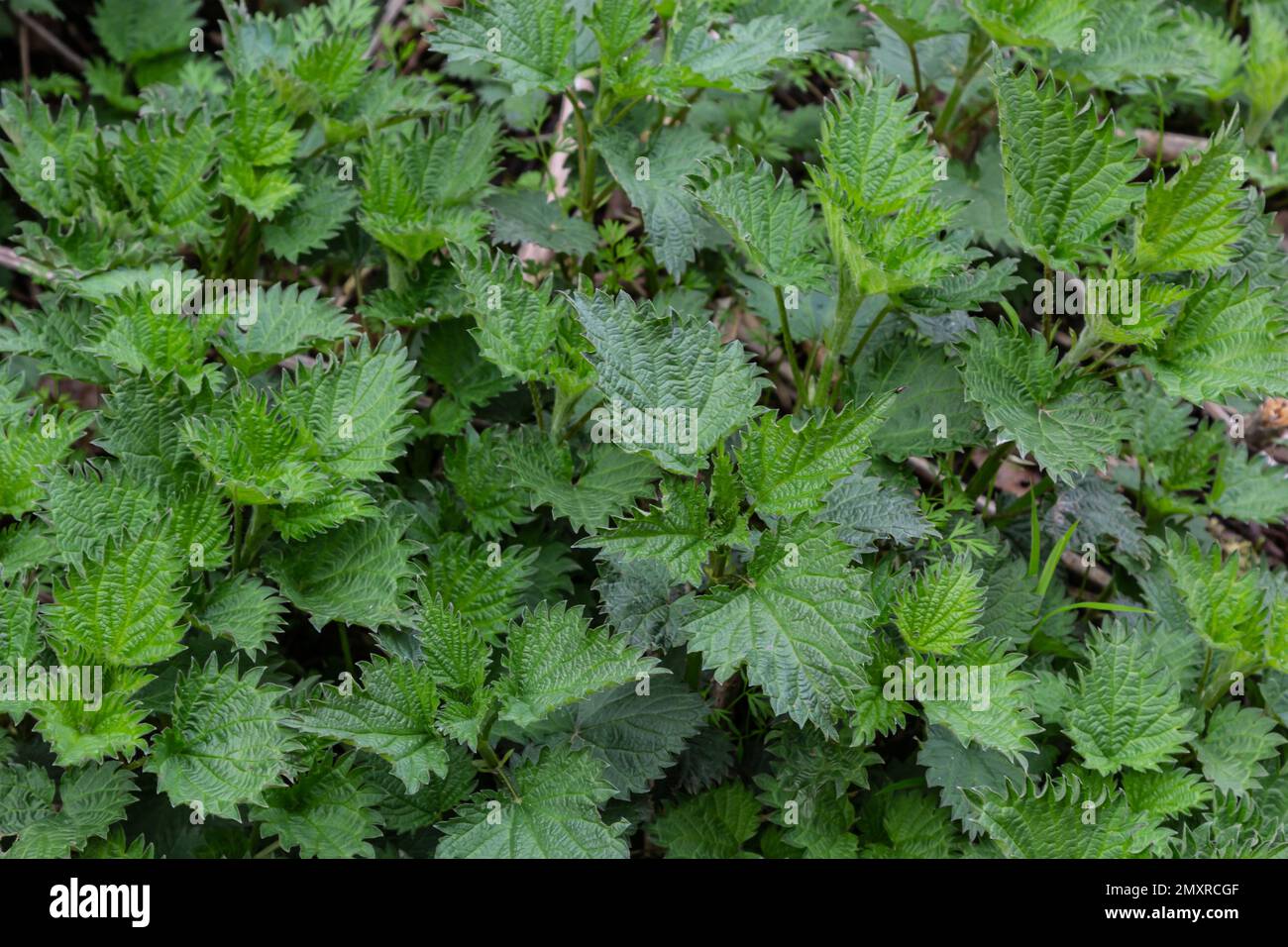 Bush of stinging-nettles. Nettle leaves. Top view. Botanical pattern ...