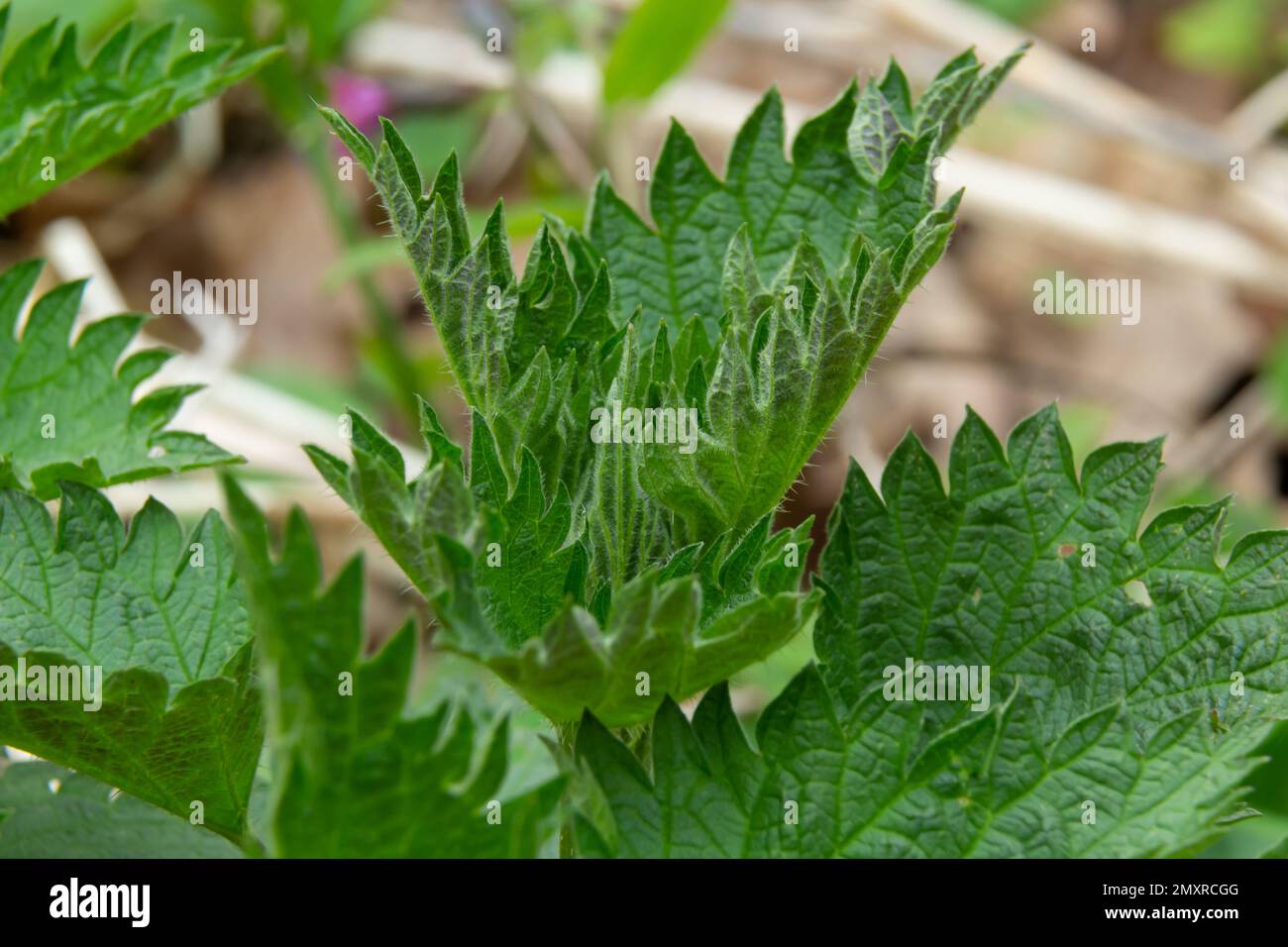 Bush of stinging-nettles. Nettle leaves. Top view. Botanical pattern ...