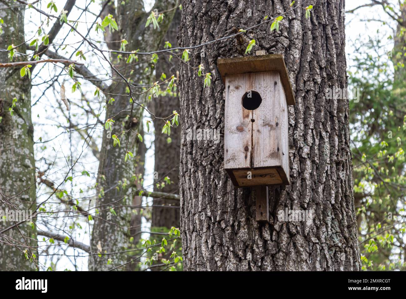 A wooden birdhouse on big old tree in park or forest in sunny spring ...