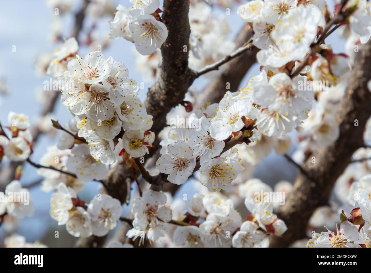 Beautiful white apricot tree blossoms in a spring garden. Apricot tree ...