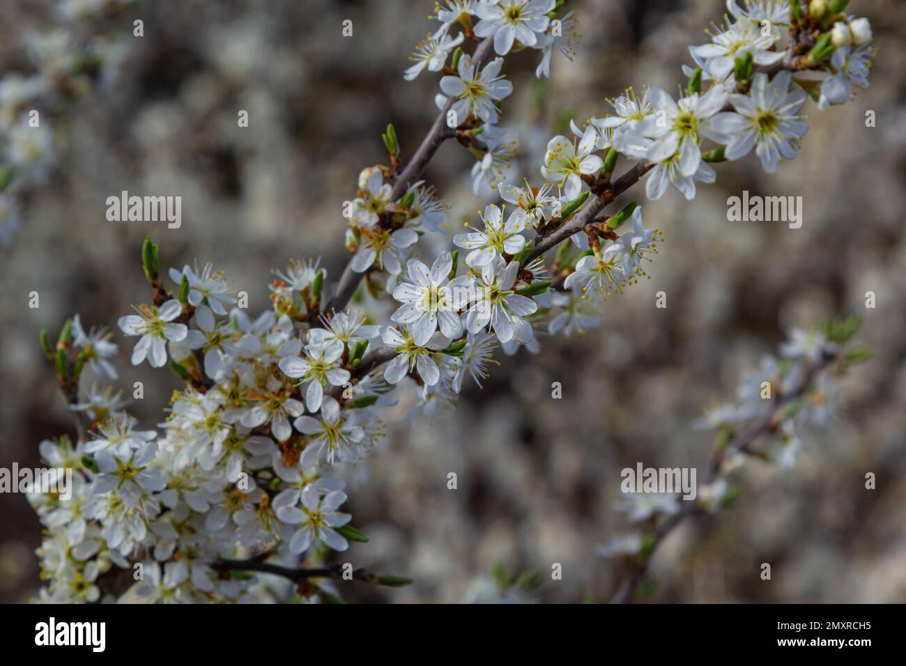 Prunus spinosa, called blackthorn or sloe, is a species of flowering ...