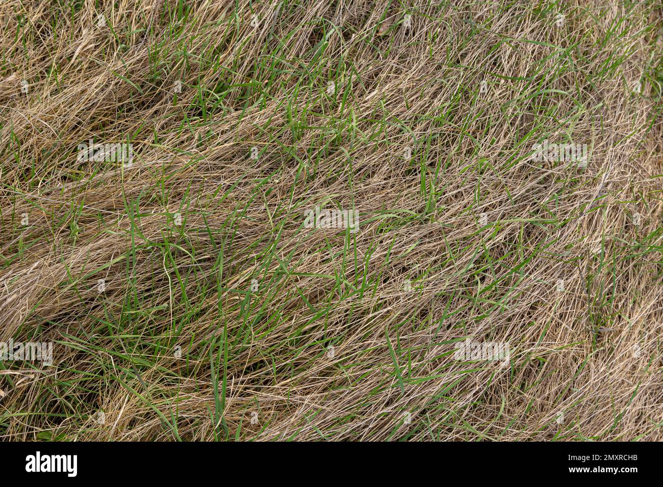 Long, dry, yellow grass dried in a parched swamp to form a beautiful ...