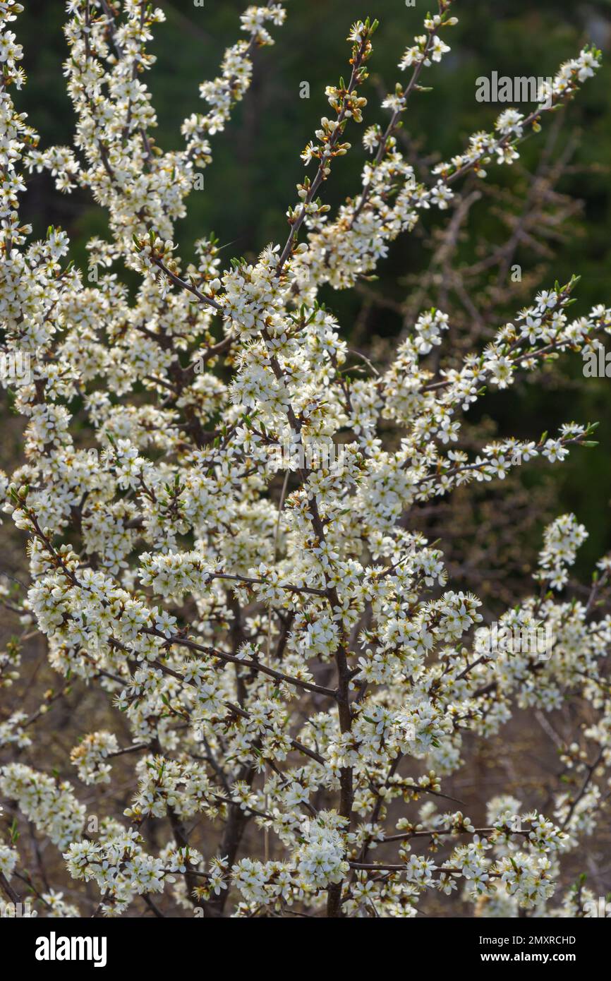 Blackthorn prunus spinosa sloe plant shrub white flower bloom blossom ...