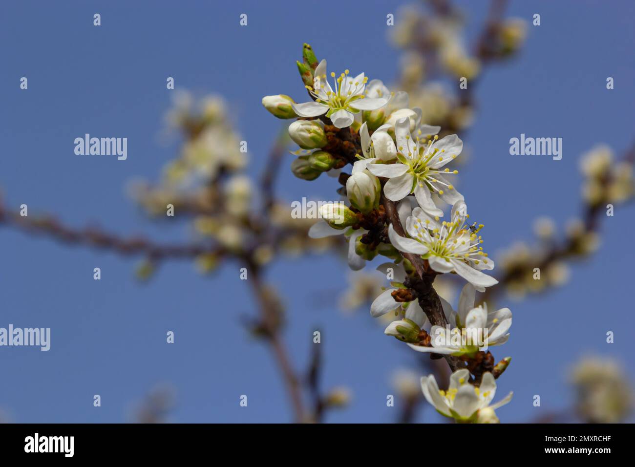 Blackthorn prunus spinosa sloe plant shrub white flower bloom blossom ...