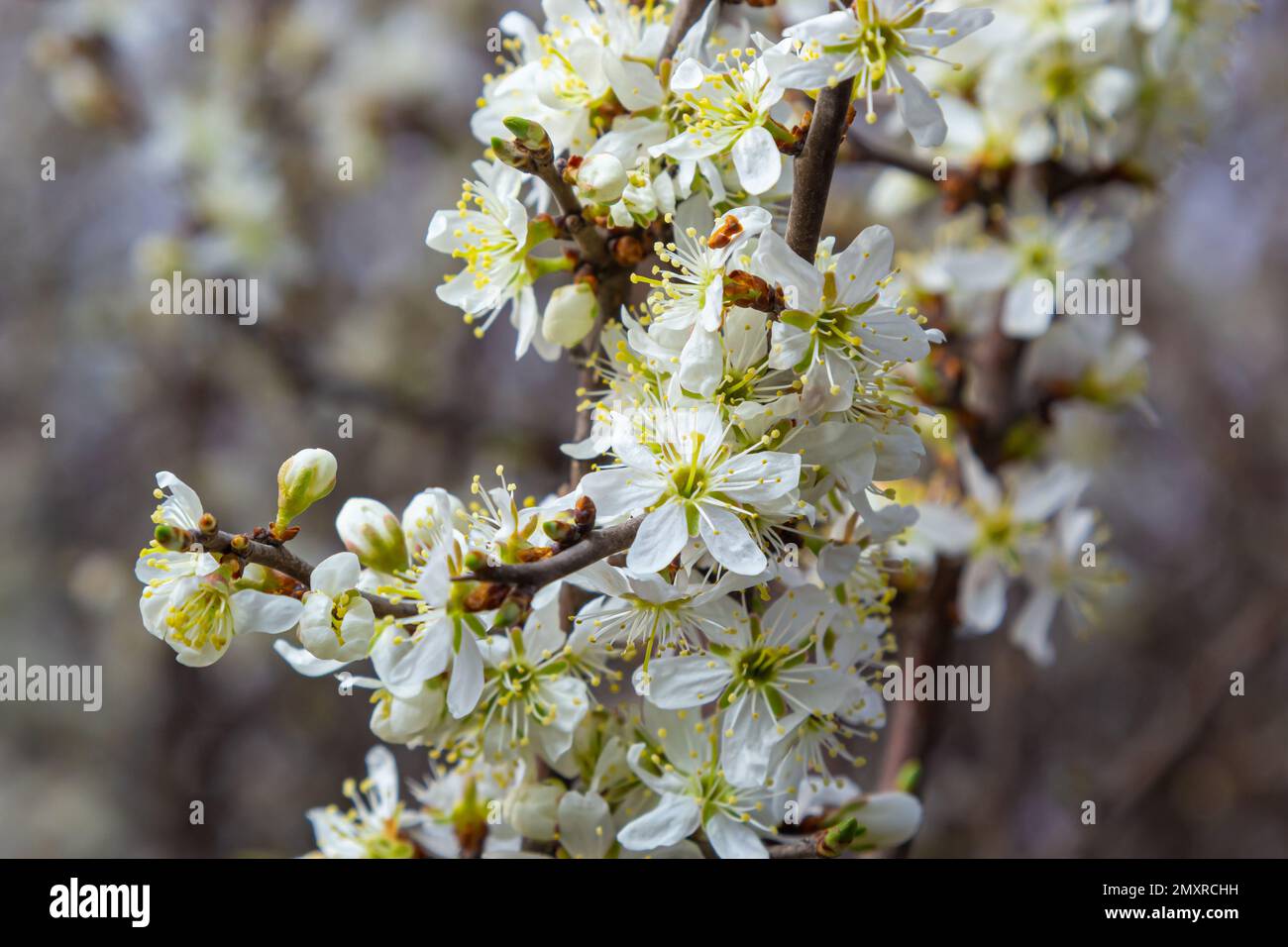 Prunus spinosa, called blackthorn or sloe, is a species of flowering ...