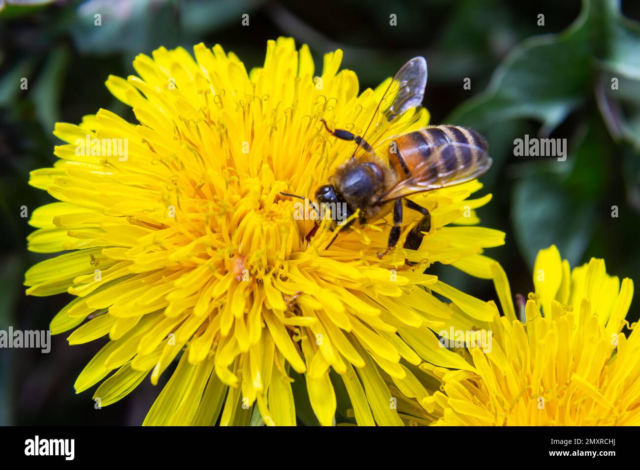 Closeup of the female of the Yellow-legged Mining Bee, Andrena flavipes ...
