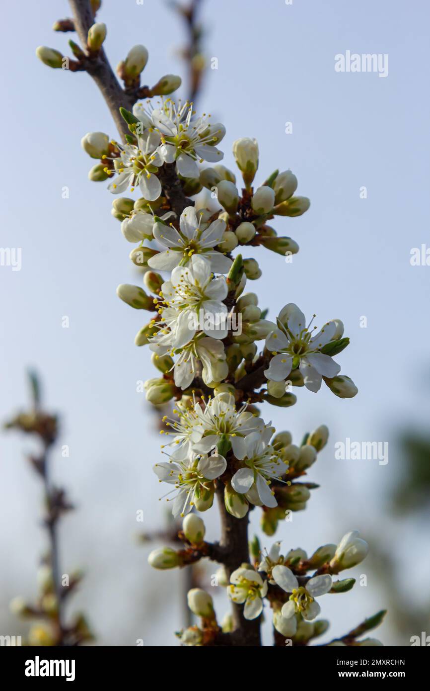 Prunus spinosa, called blackthorn or sloe, is a species of flowering ...