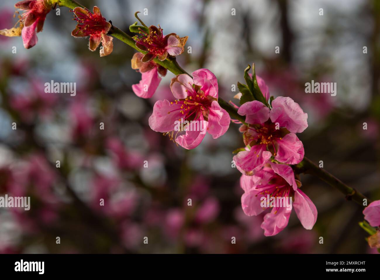 Peach branches densely covered with pink flowers - abundant flowering ...